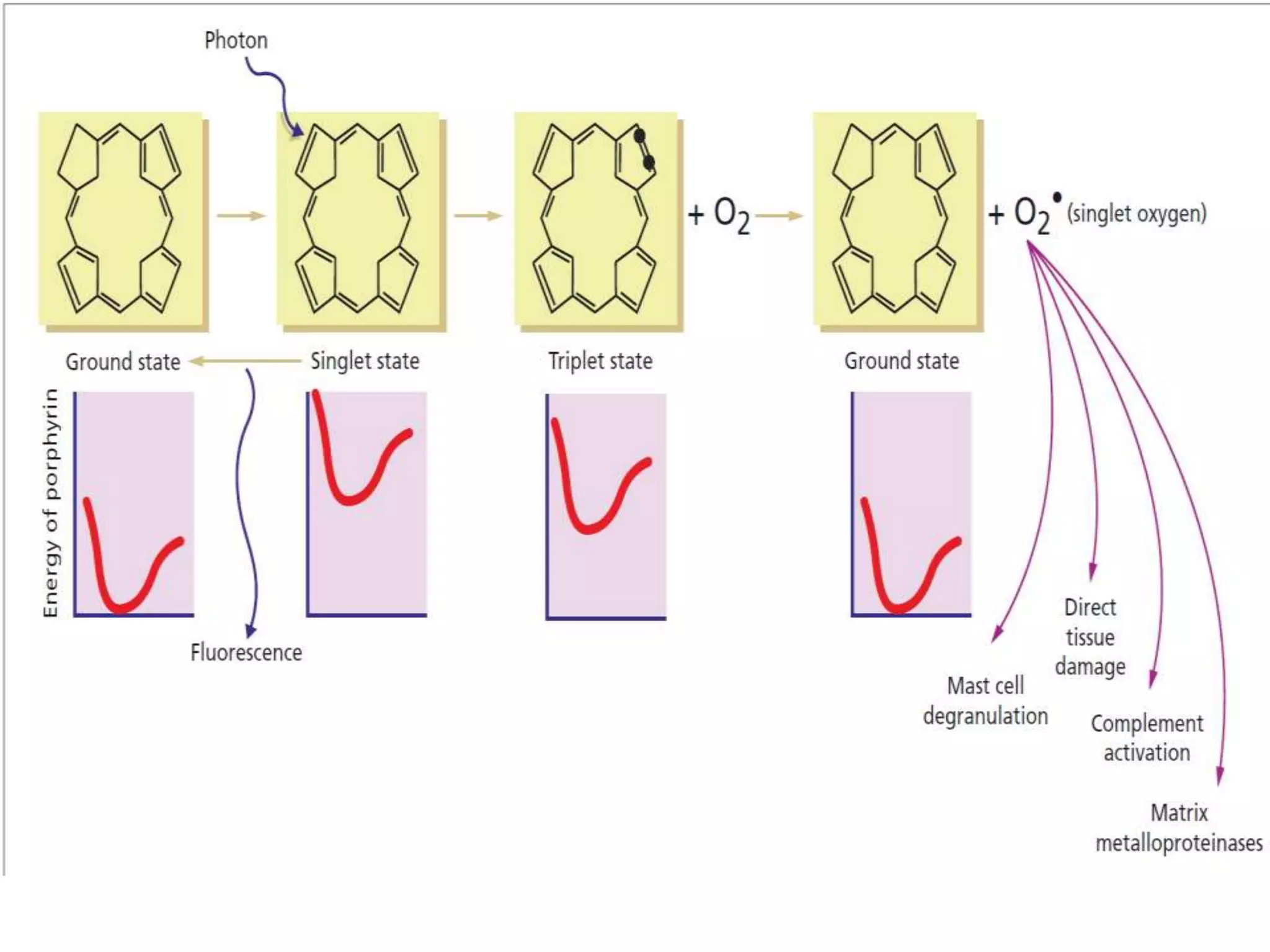 Haem synthesis and porphyria | PPTX
