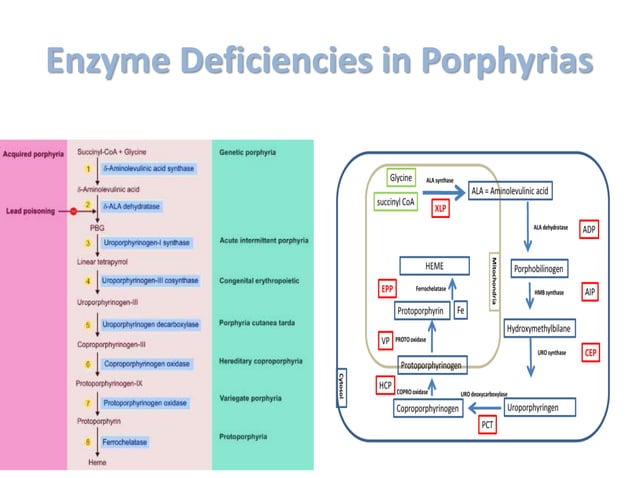 Haem synthesis and porphyria | PPTX | Blood Disorders | Diseases and ...