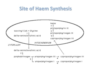 Haem synthesis and porphyria | PPTX