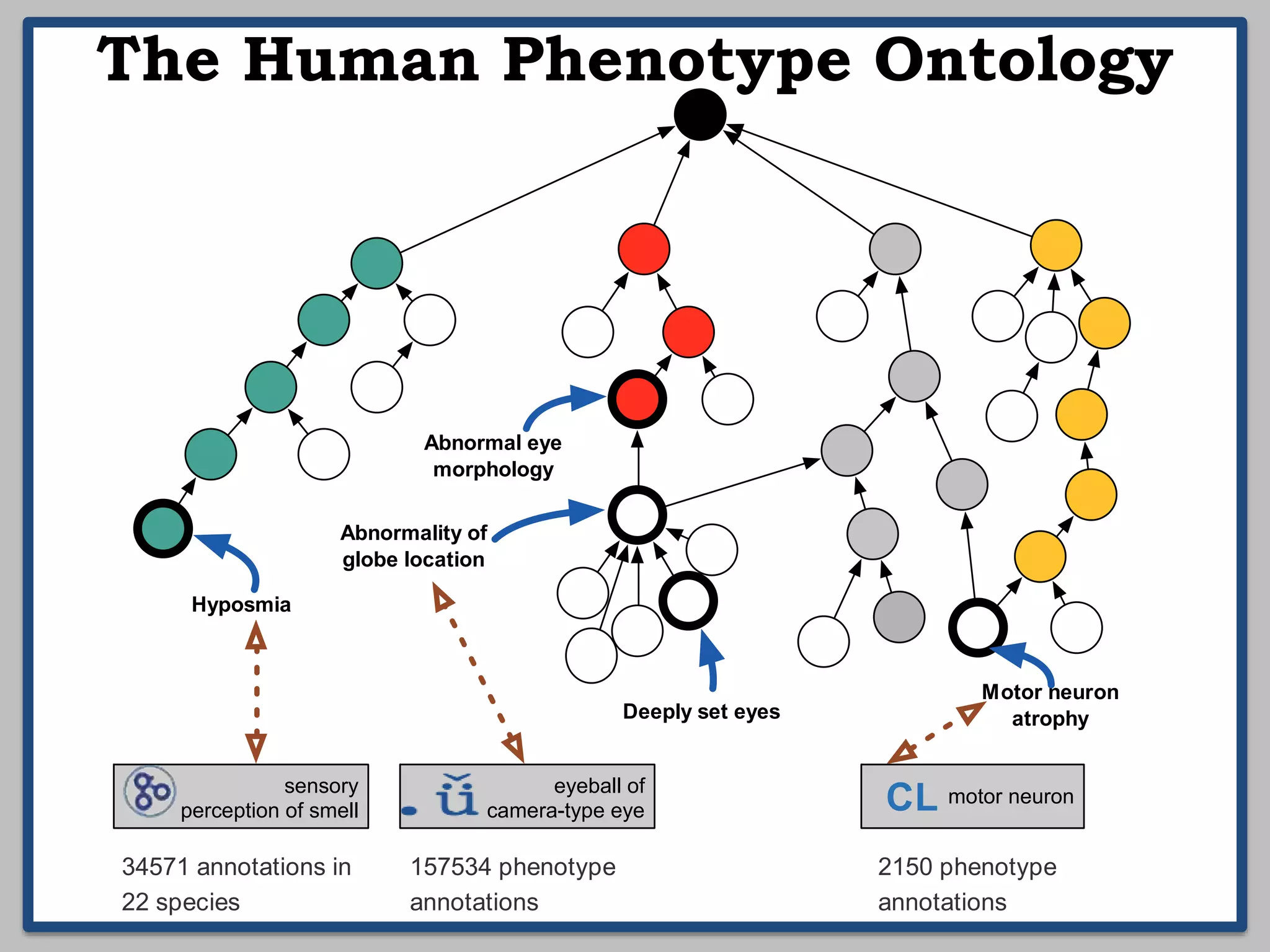 Integrating clinical and model organism G2P data for disease discovery ...