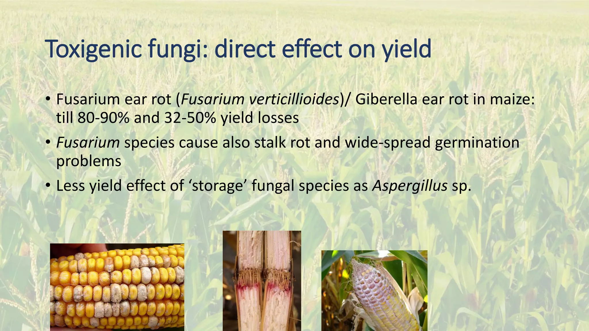Toxigenic fungi and their associated mycotoxins: a threat for crop ...
