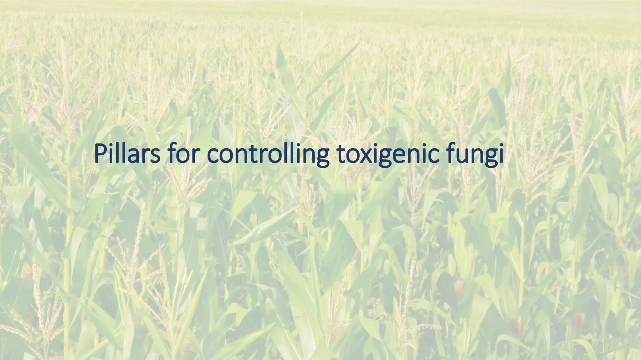 Toxigenic fungi and their associated mycotoxins: a threat for crop ...
