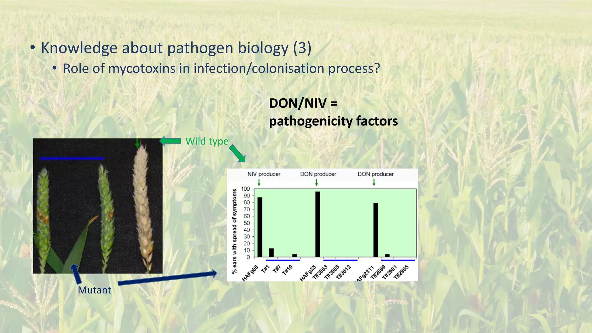 Toxigenic fungi and their associated mycotoxins: a threat for crop ...