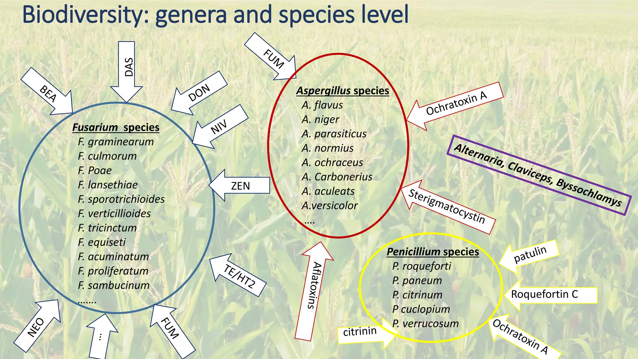 Toxigenic fungi and their associated mycotoxins: a threat for crop ...