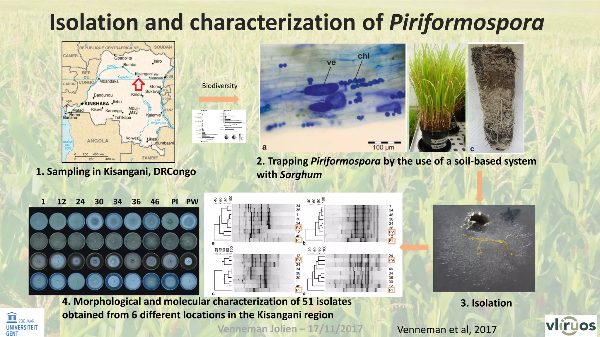 Toxigenic fungi and their associated mycotoxins: a threat for crop ...