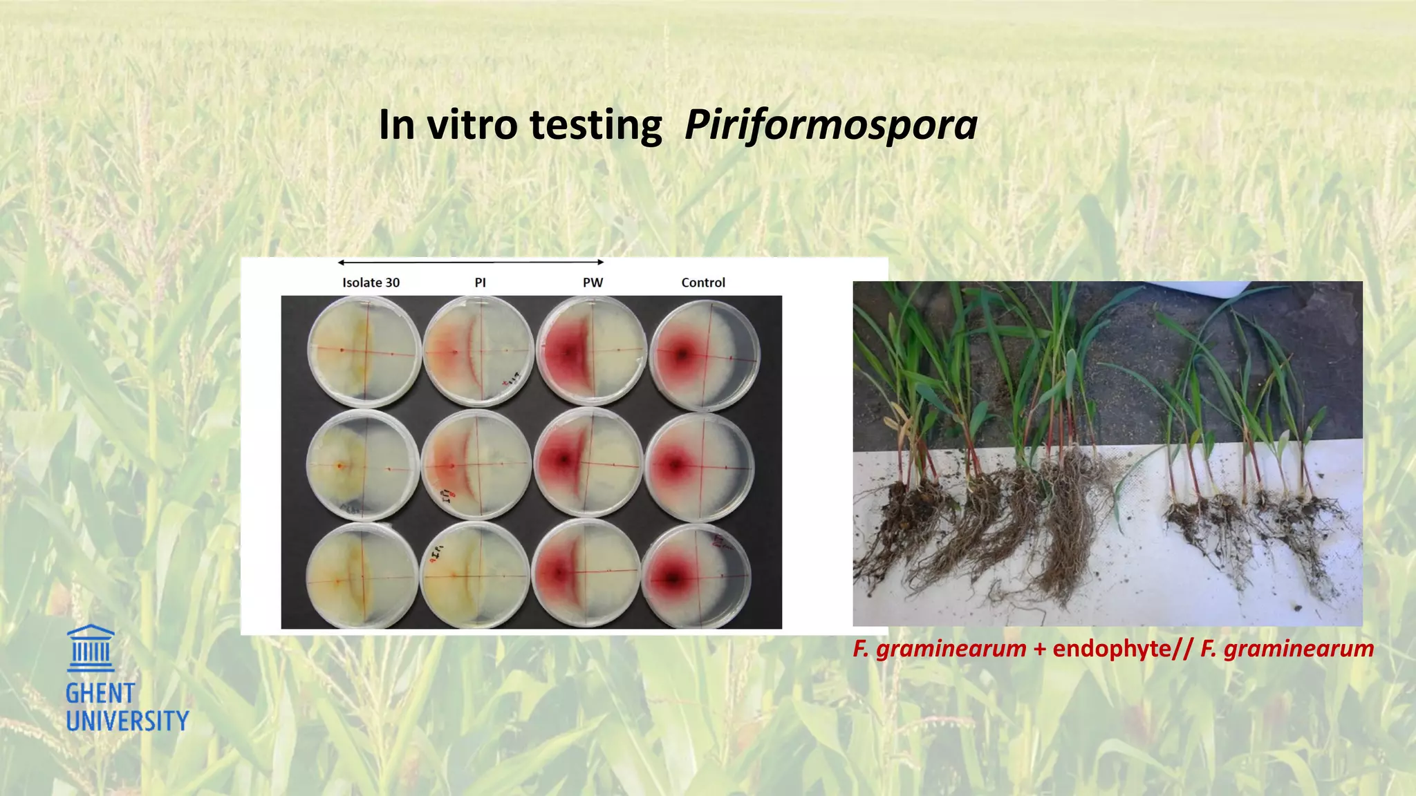 Toxigenic fungi and their associated mycotoxins: a threat for crop ...
