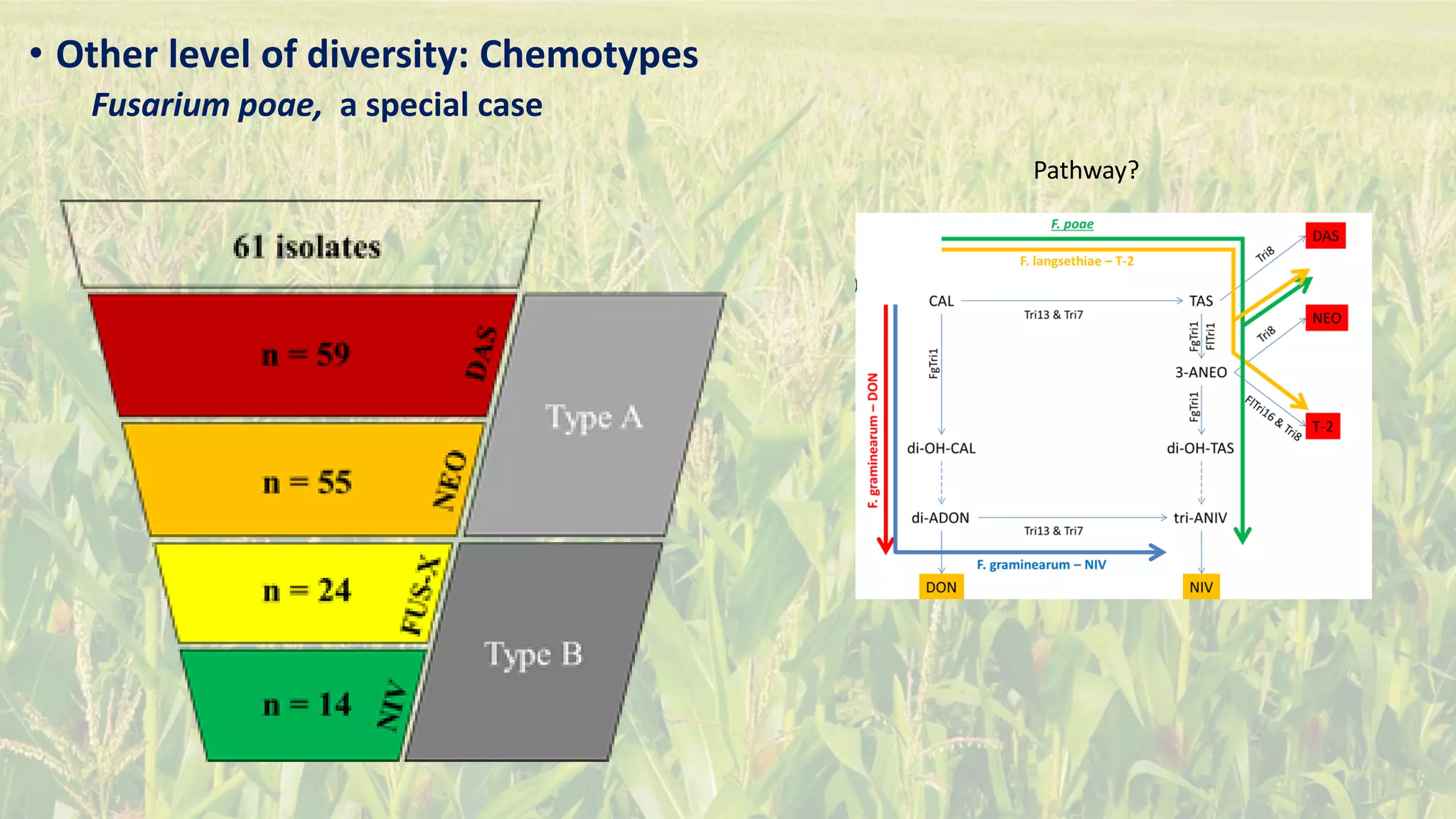 Toxigenic fungi and their associated mycotoxins: a threat for crop ...