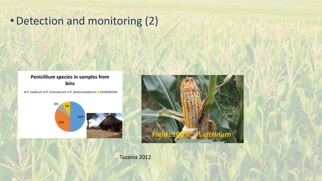 Toxigenic fungi and their associated mycotoxins: a threat for crop ...