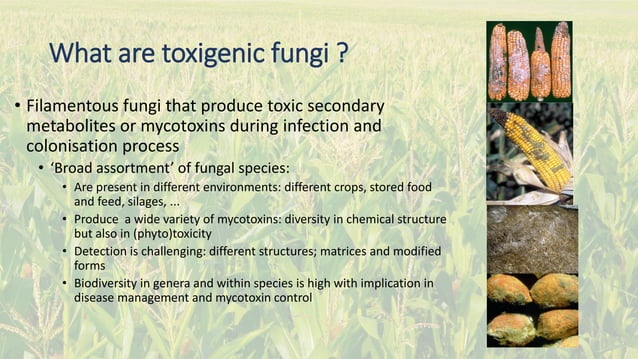 Toxigenic fungi and their associated mycotoxins: a threat for crop ...