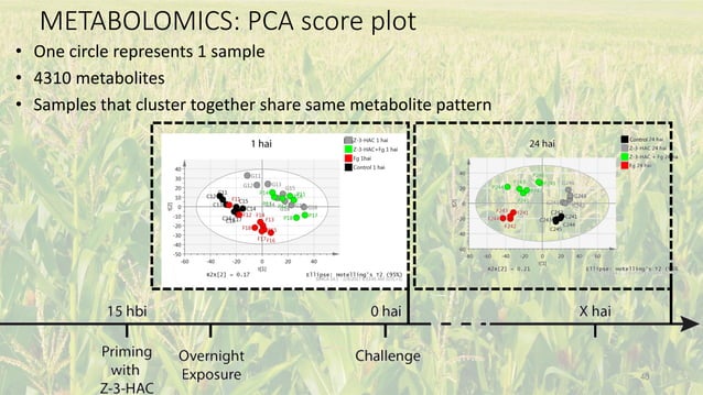 Toxigenic fungi and their associated mycotoxins: a threat for crop ...