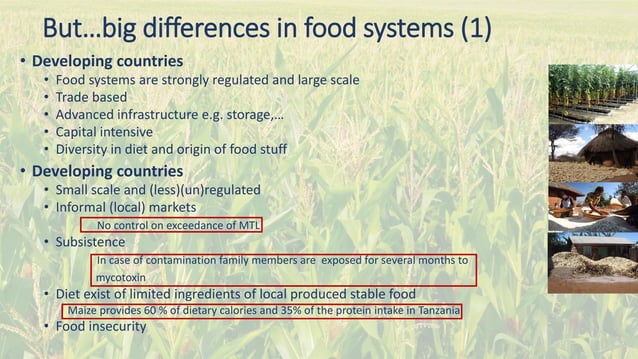 Toxigenic fungi and their associated mycotoxins: a threat for crop ...