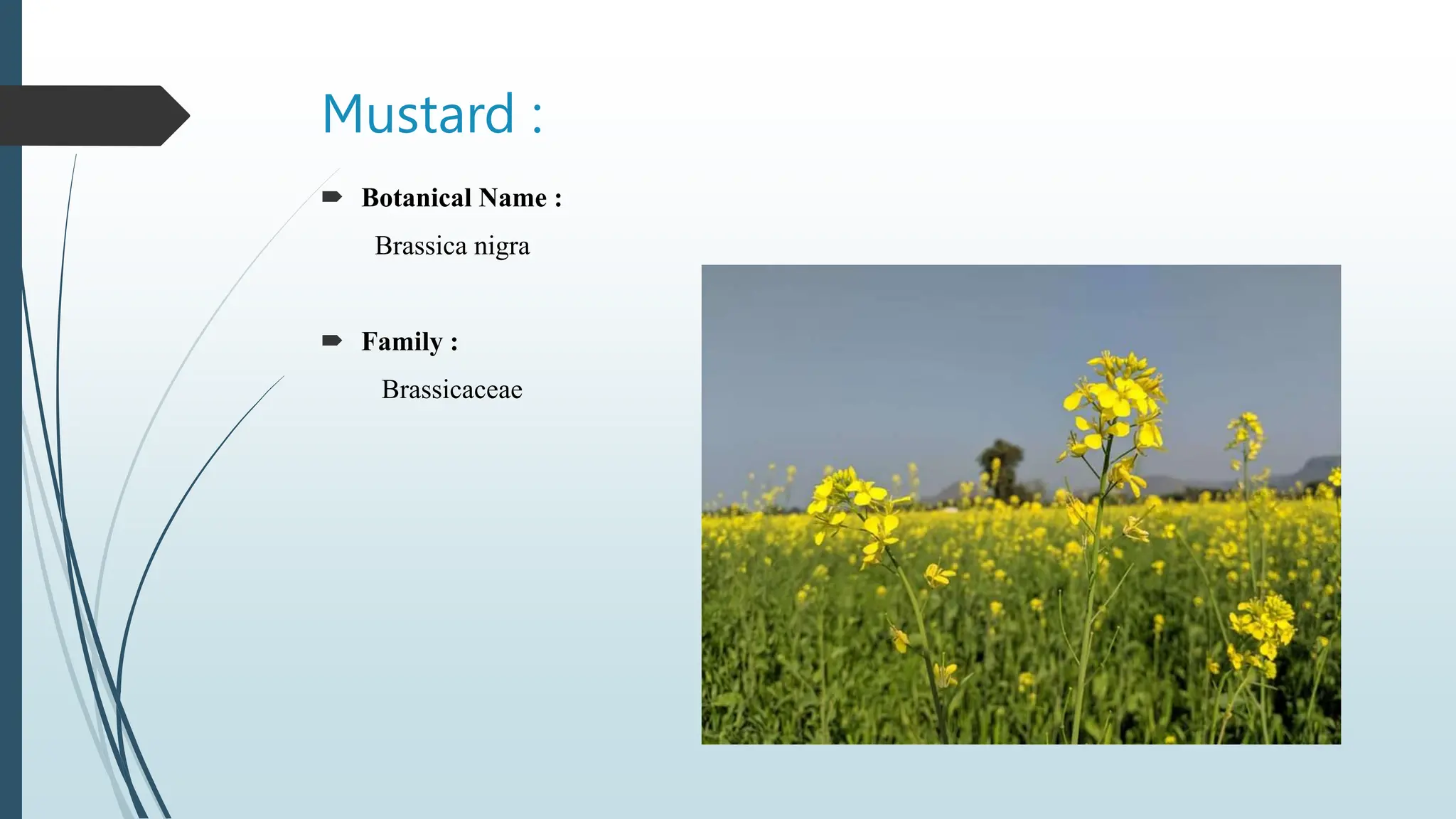 production technology of Rapeseed and Mustard | PPTX