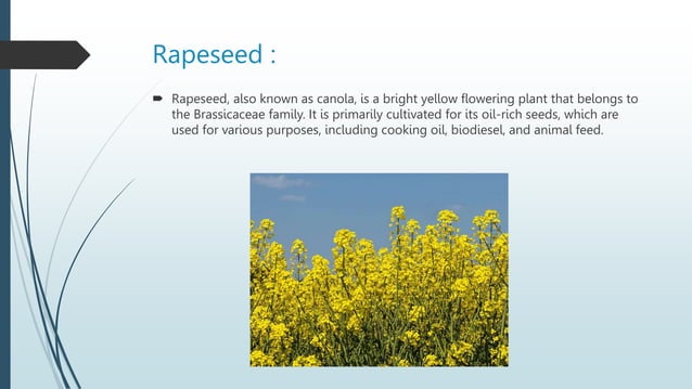 production technology of Rapeseed and Mustard | PPTX | Agriculture | Industries