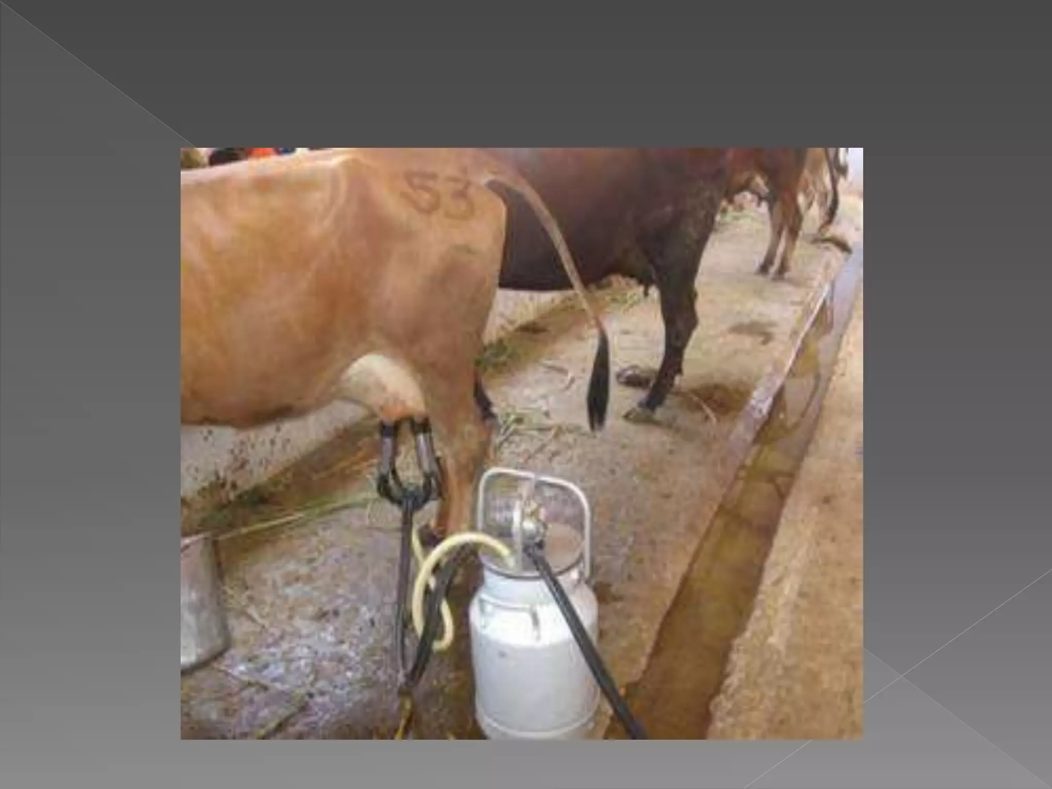 Mammary system, Milk Synthesis, Milk Let-down & Milking | PPTX