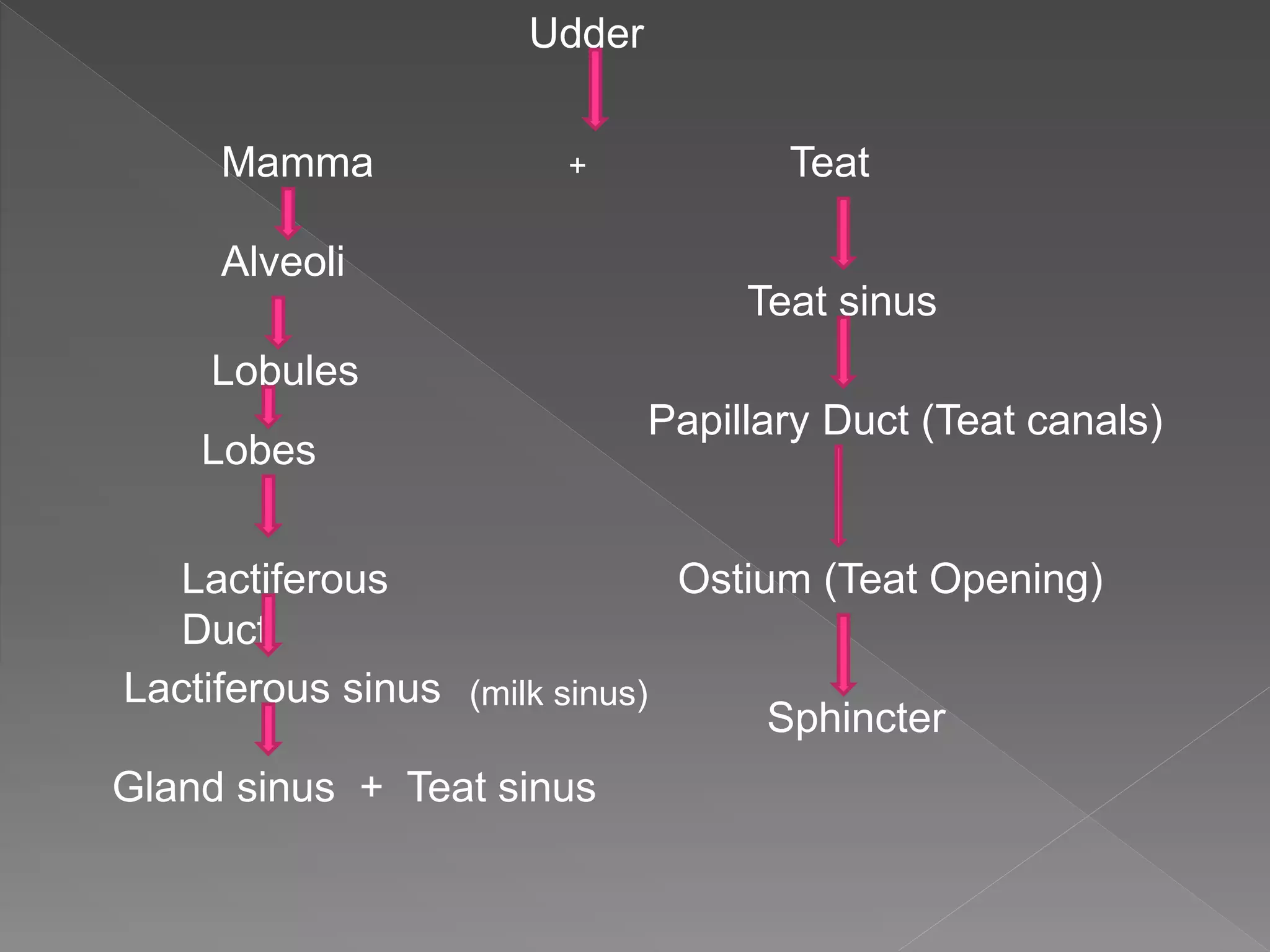 Mammary system, Milk Synthesis, Milk Let-down & Milking | PPTX