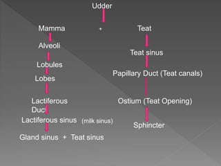 Mammary system, Milk Synthesis, Milk Let-down & Milking | PPTX