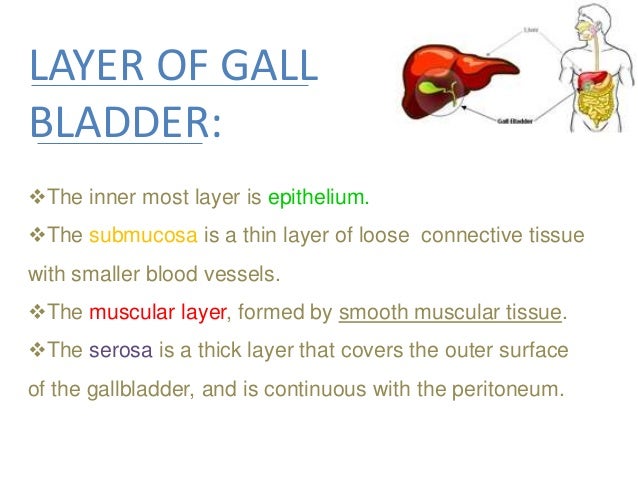 Gall Bladder & Pancreas.