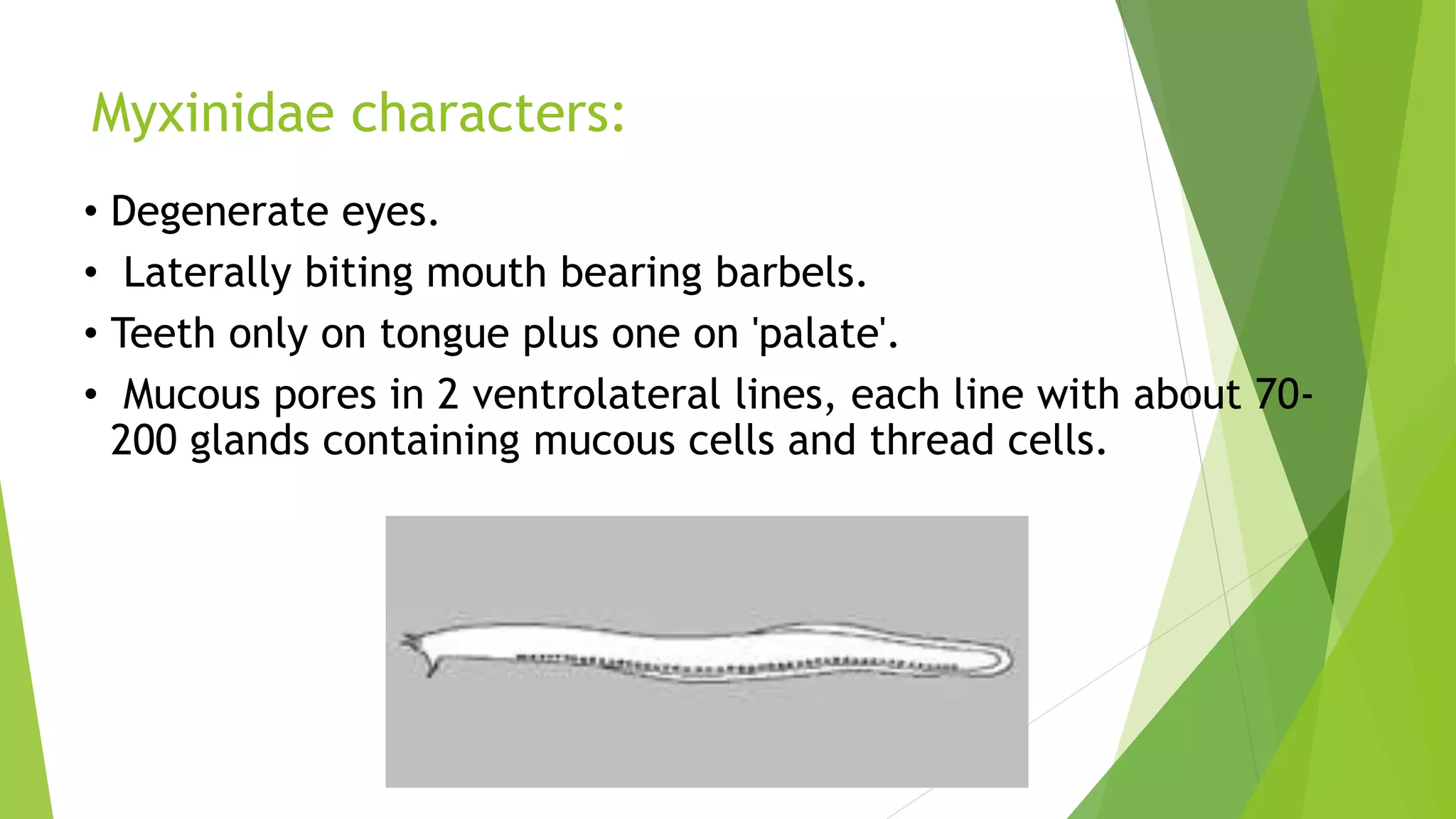 HAGFISH AND ITS ECONOMIC IMPORTANCE | PPTX