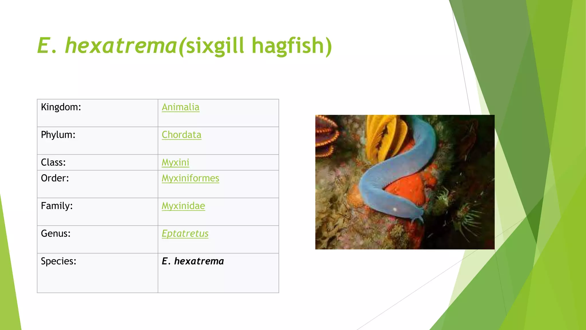 HAGFISH AND ITS ECONOMIC IMPORTANCE | PPTX