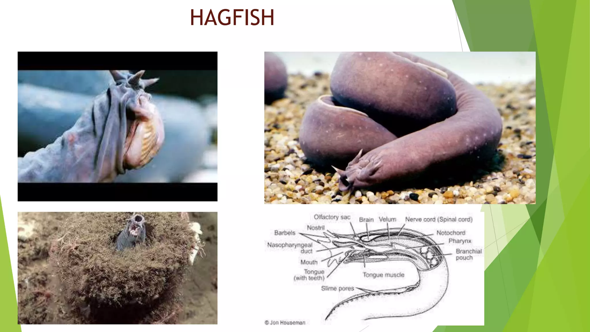 HAGFISH AND ITS ECONOMIC IMPORTANCE | PPTX