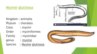 HAGFISH AND ITS ECONOMIC IMPORTANCE | PPTX