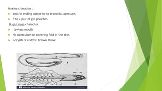 HAGFISH AND ITS ECONOMIC IMPORTANCE | PPTX