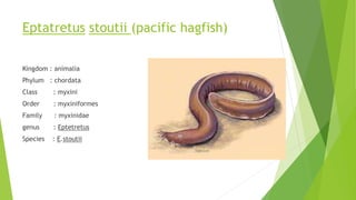 HAGFISH AND ITS ECONOMIC IMPORTANCE | PPTX