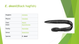 HAGFISH AND ITS ECONOMIC IMPORTANCE | PPTX