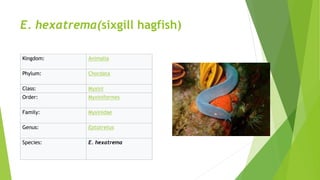 HAGFISH AND ITS ECONOMIC IMPORTANCE | PPTX