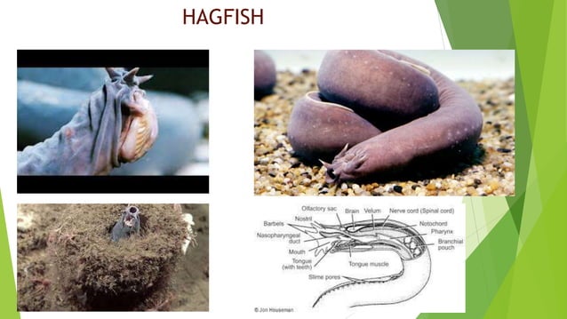 HAGFISH AND ITS ECONOMIC IMPORTANCE | PPTX | Fish and Aquariums | Pets