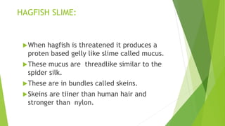 HAGFISH AND ITS ECONOMIC IMPORTANCE | PPTX