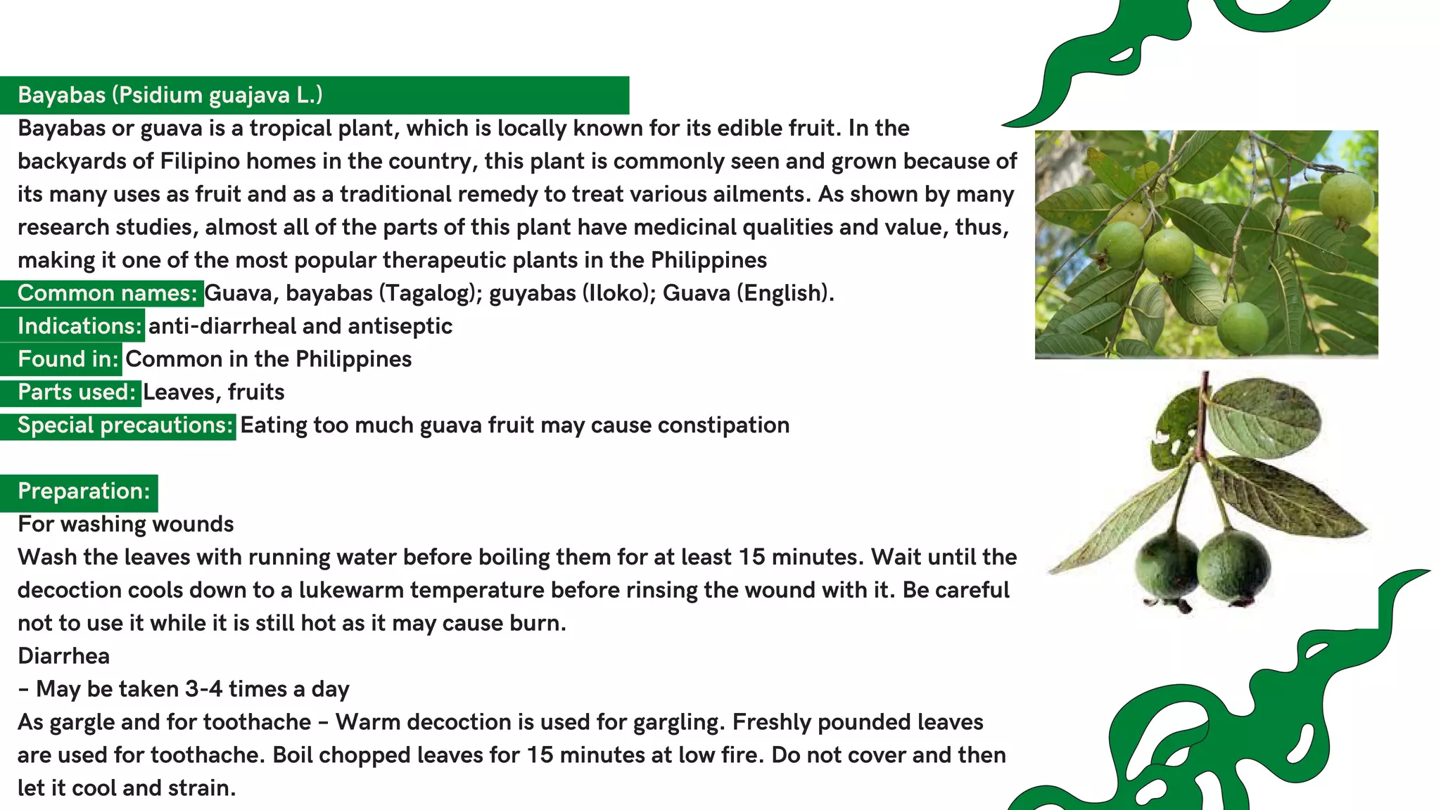 10 Halamang Gamot ng DOH | PDF | Medical Health