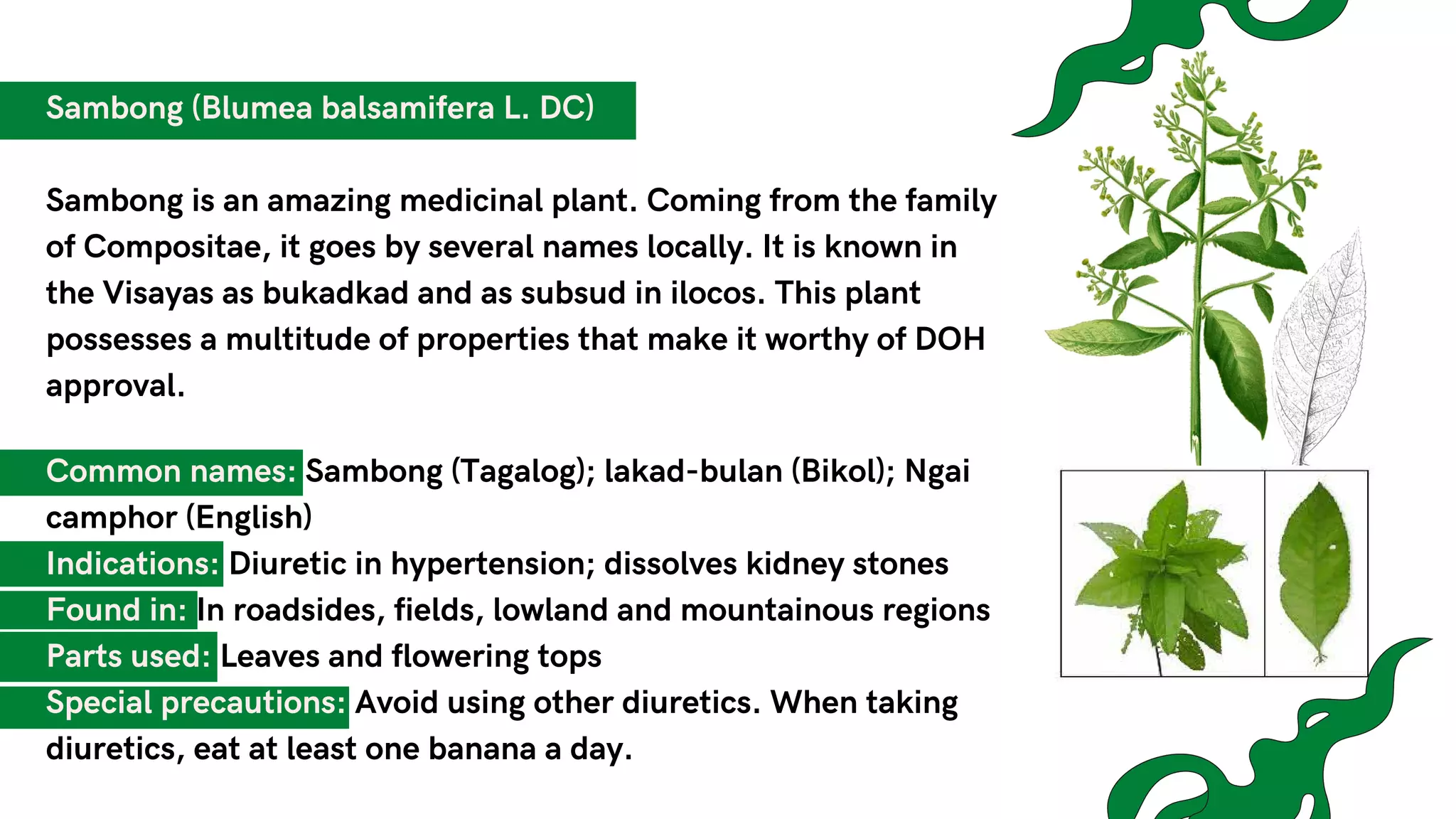 10 Halamang Gamot ng DOH | PDF