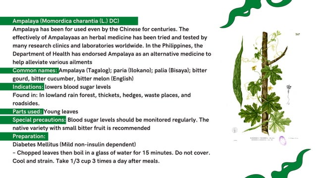 10 Halamang Gamot ng DOH | PDF | Medical Health