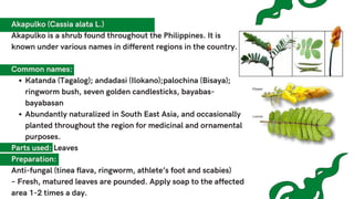 10 Halamang Gamot ng DOH | PDF