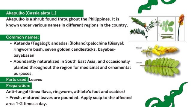 10 Halamang Gamot ng DOH | PDF | Medical Health
