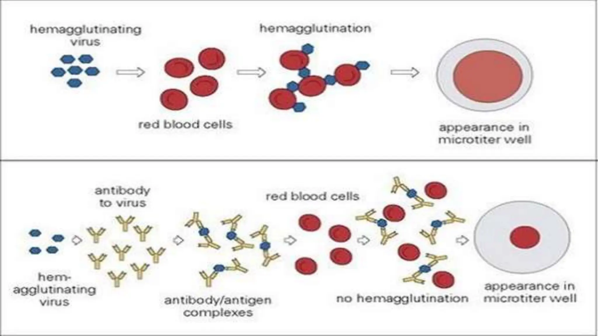 HA&HI is the agglutination reaction in immunology | PPTX