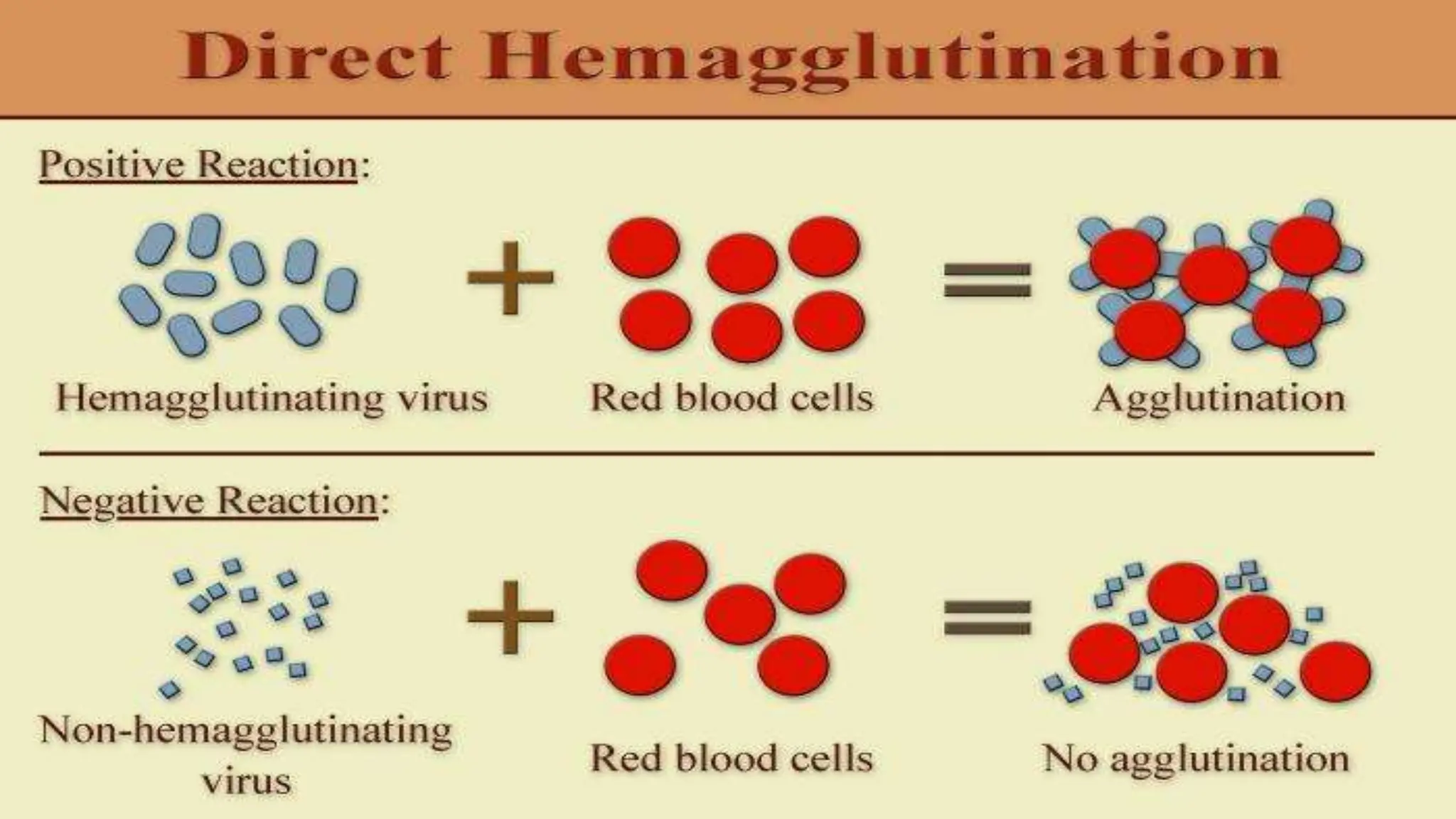 HA&HI is the agglutination reaction in immunology | PPTX