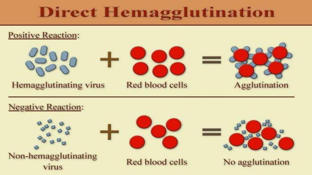 HA&HI is the agglutination reaction in immunology | PPTX