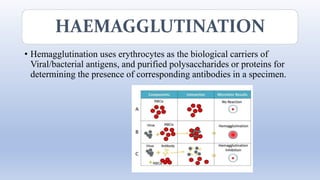 HA&HI is the agglutination reaction in immunology | PPTX