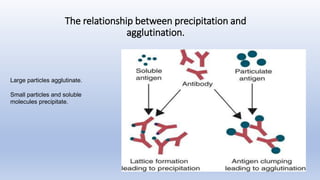 HA&HI is the agglutination reaction in immunology | PPTX