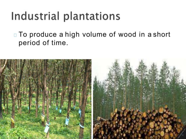 TREE PLANTATION | PPTX | Woodworking | Arts and Crafts