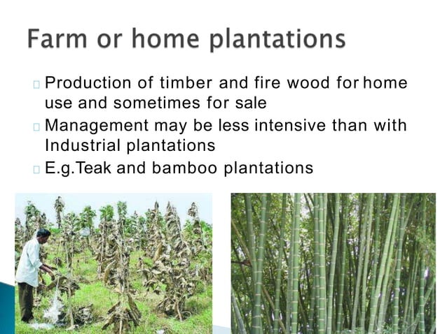 TREE PLANTATION | PPTX | Woodworking | Arts and Crafts