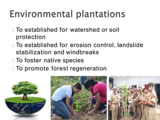 TREE PLANTATION | PPTX