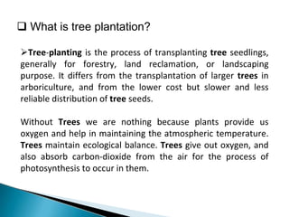 Tree Plantations Definition – plantation forestry Afforestation and 12 ...