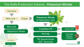 Haifa Group - Home of Innovation | PPTX