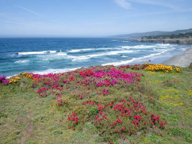 Matsuo Basho (Haiku)