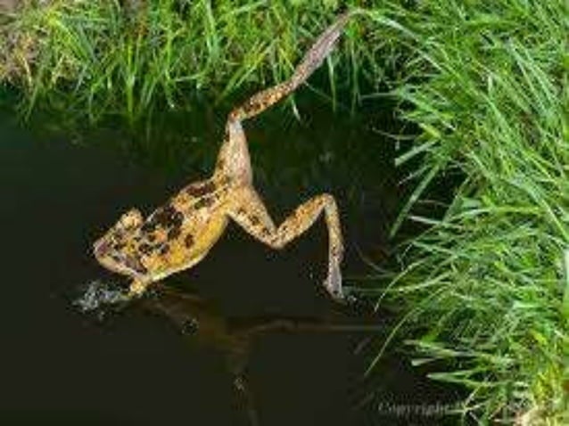 Matsuo Basho (Haiku)