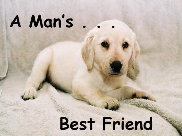 Haiku Activity | PPT