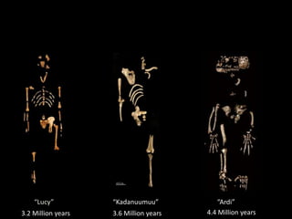 TEDxCLE - Dr. Yohannes Haile-Selassie - Searching for Our Ancestors in ...